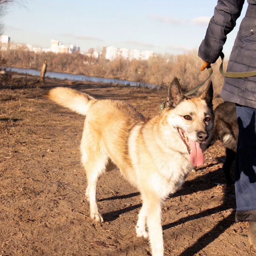 Метис лайки из приюта