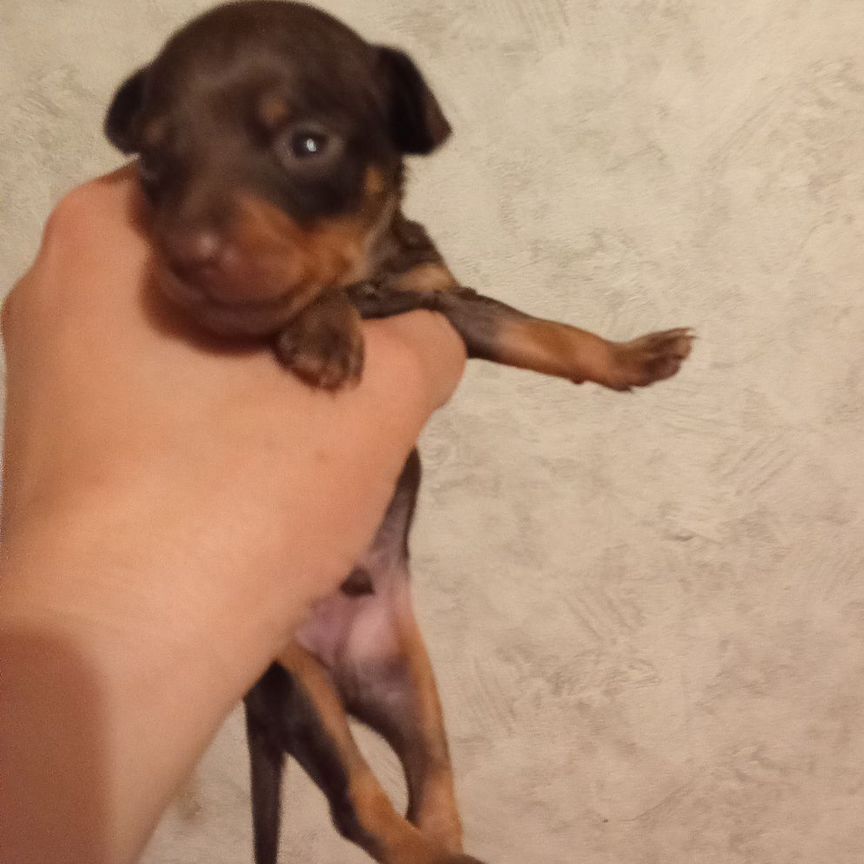 Русский той-терьер, щенок