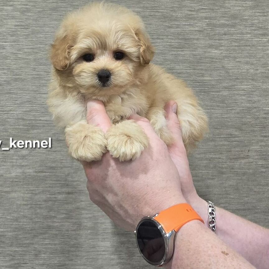 Мальтипу, щенок