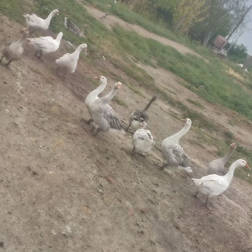 Гусь