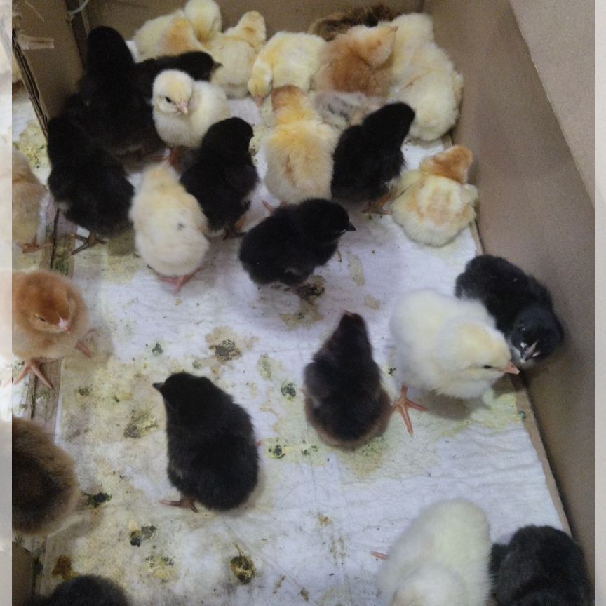 Цыплята кур несушек