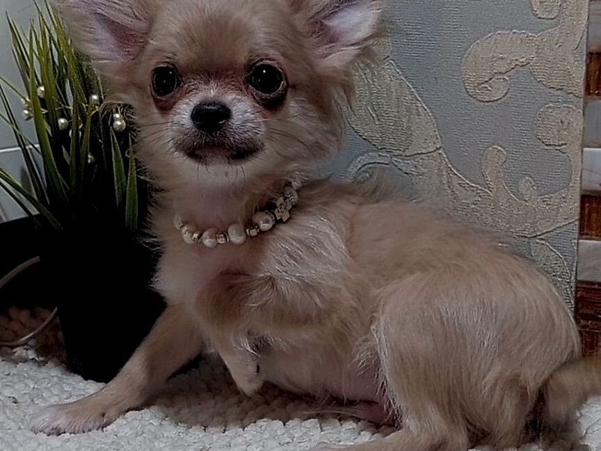 Цветные чишки