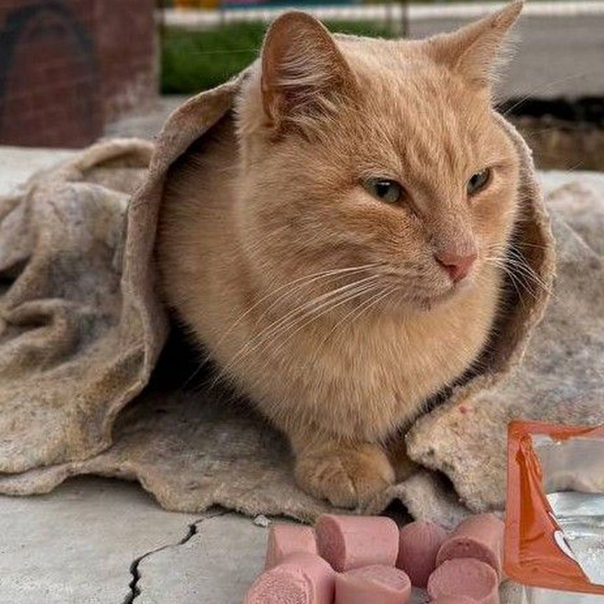 Кот в добрые руки