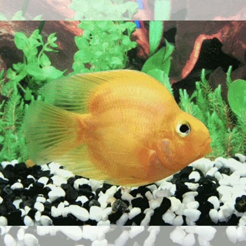 Рыба попугай желтый молодой