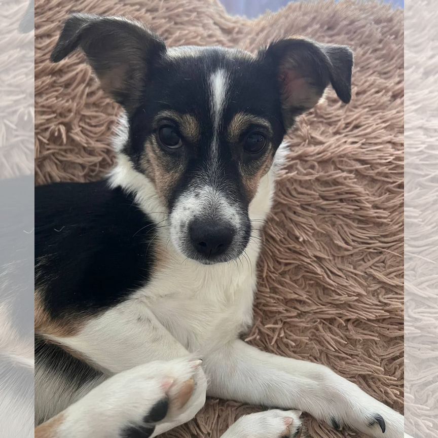 Джек-рассел-терьер, щенок