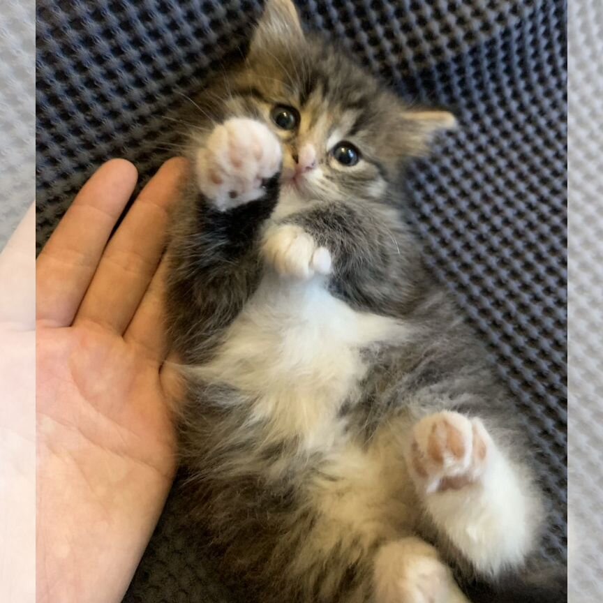 Котёнок в добрые руки