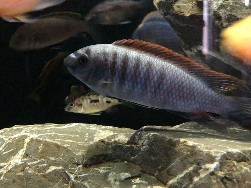 Цихлиды: Тумби Вест, Дип Ндонга