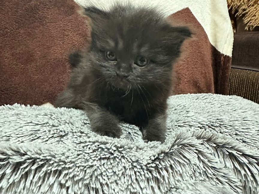 Вислоухие котята