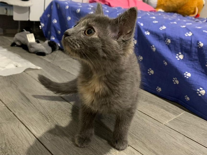 Котенок в добрые руки