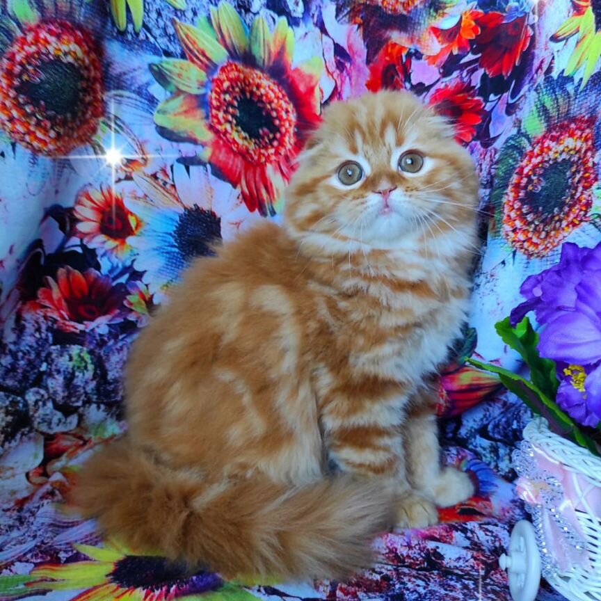 Шотландская кошечка с документами