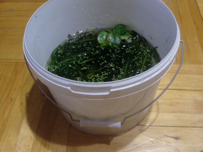 Аквариумные растения