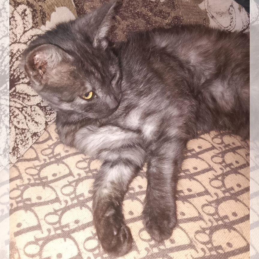 Отдам в добрые руки котенка