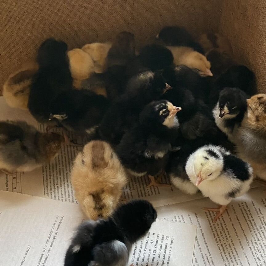 Цыплята домашние, маран, кученские,доменанты