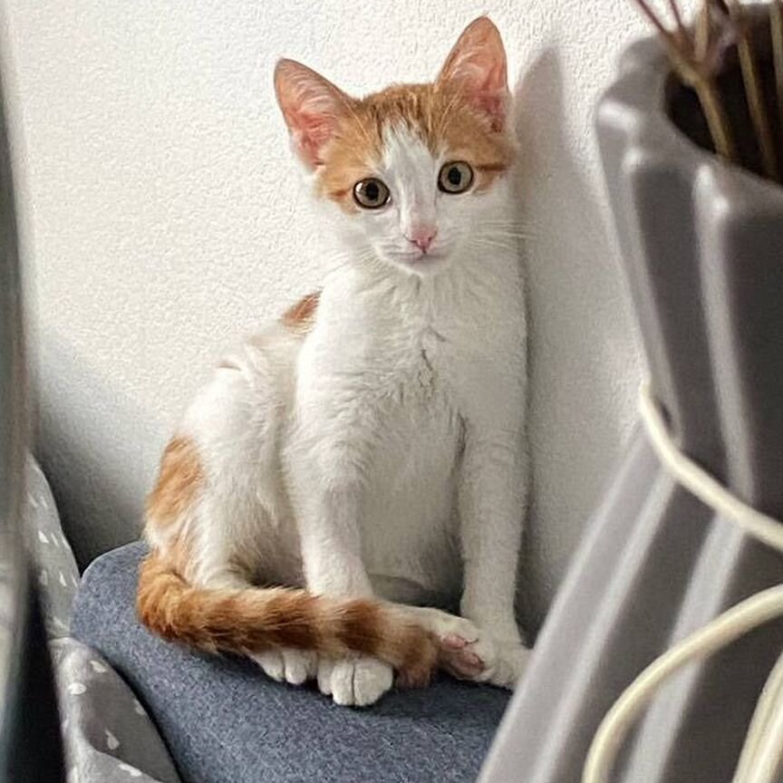 Котенок мальчик ищет дом