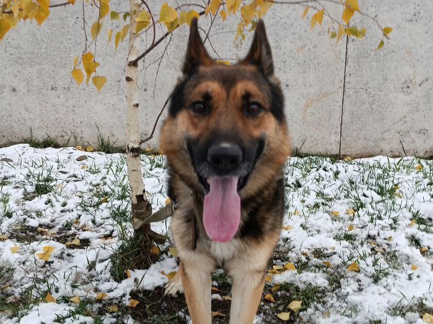 Отличный парнишка в добрые руки