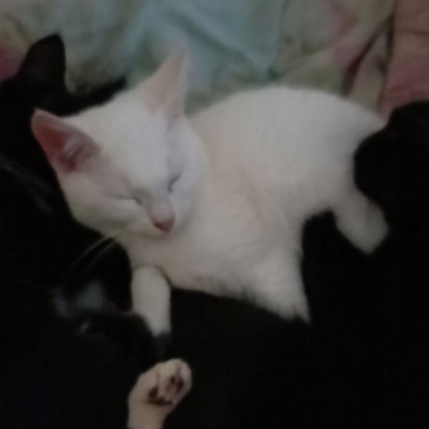Отдам кота в хорошие руки