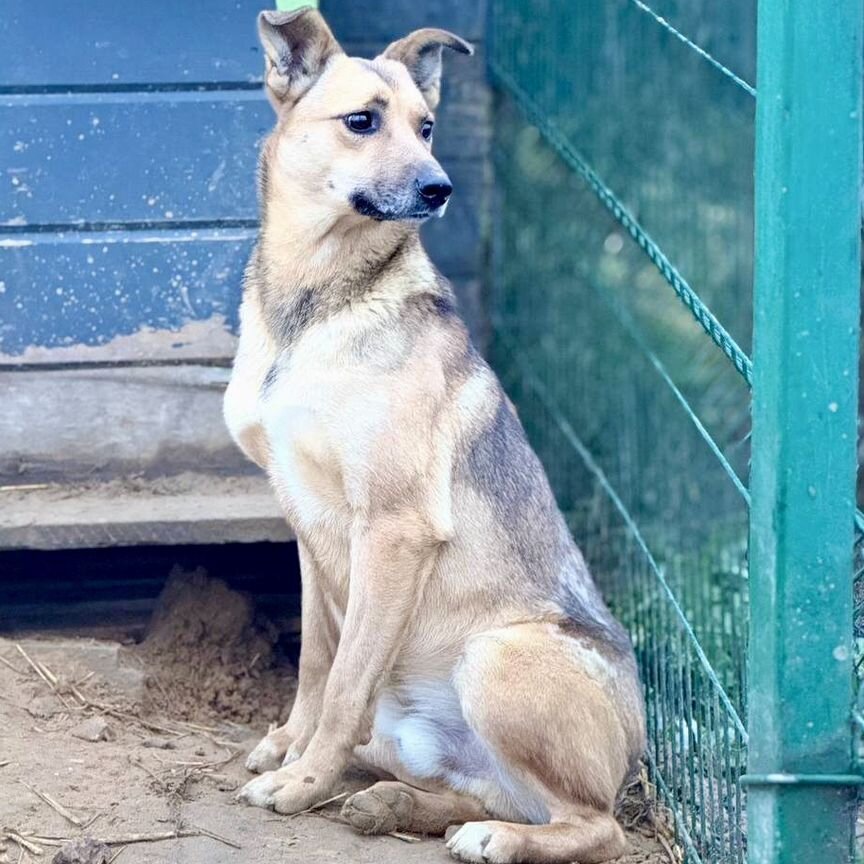 Взрослая собака в добрые руки