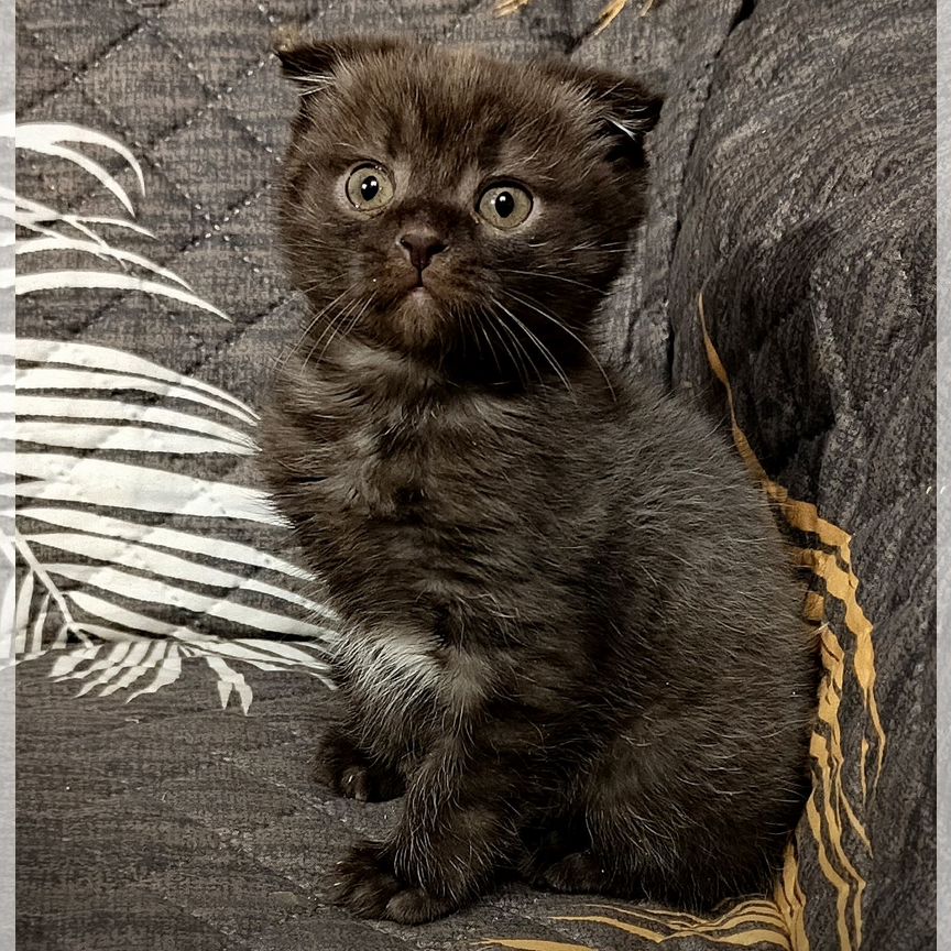Шотландский вислоухий короткошёрстный котёнок