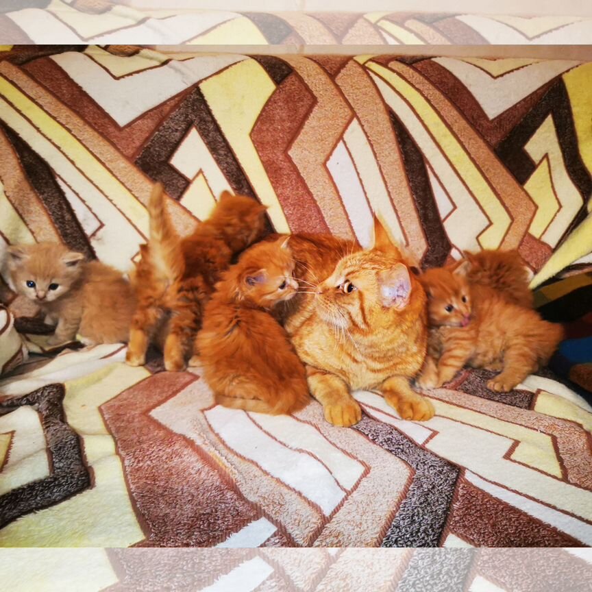 Отдам котят, рыжих и палевых