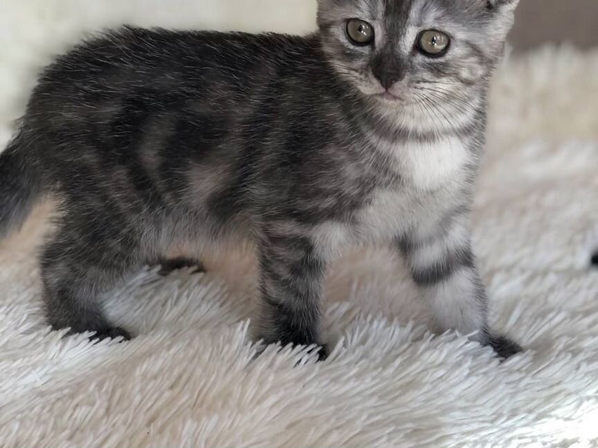 Шотландские котята