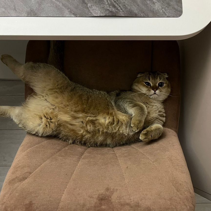 Породистая кошка с документами