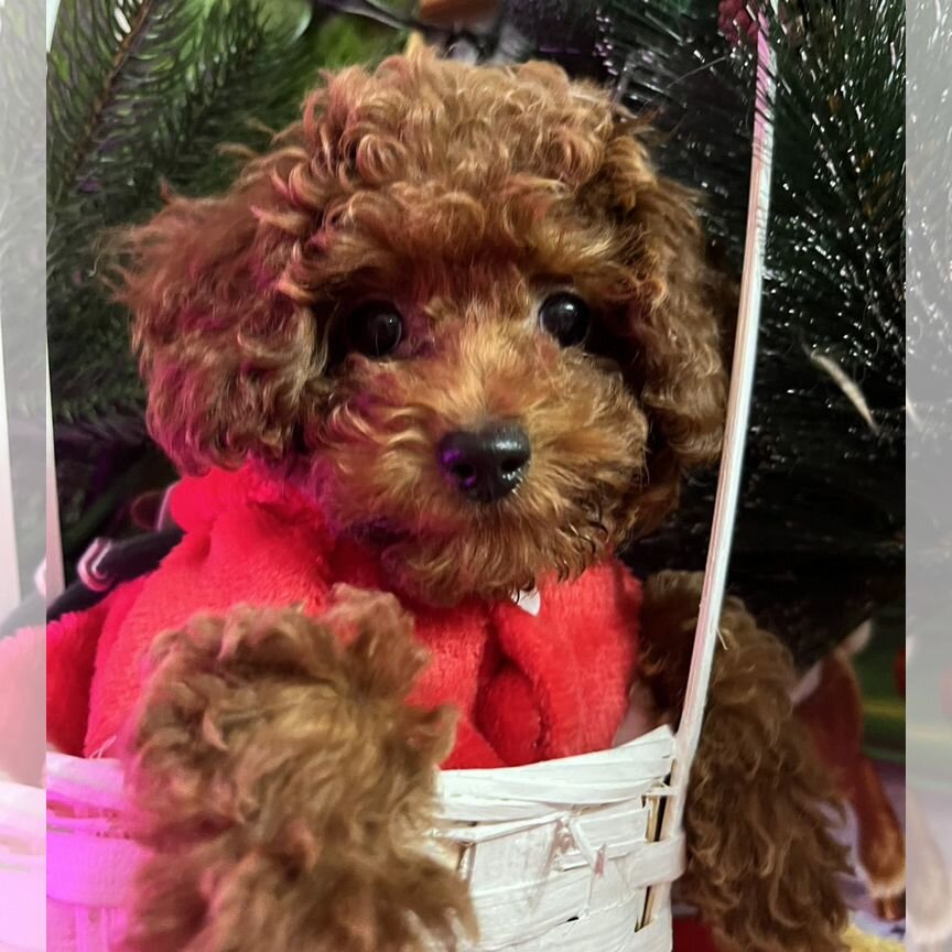 Той-пудель, щенок