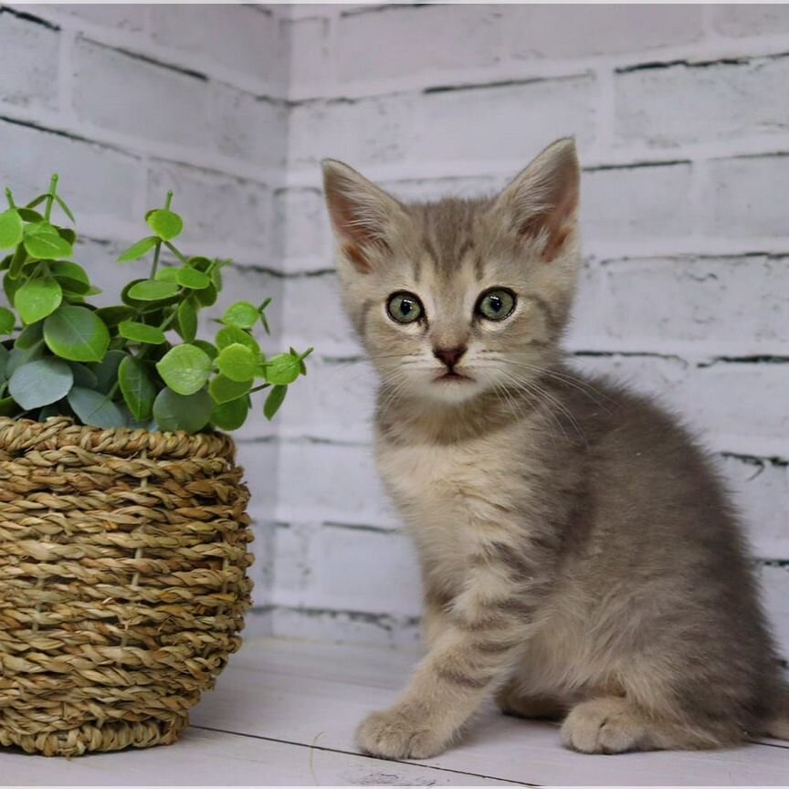 Котёнок с ж/д путей