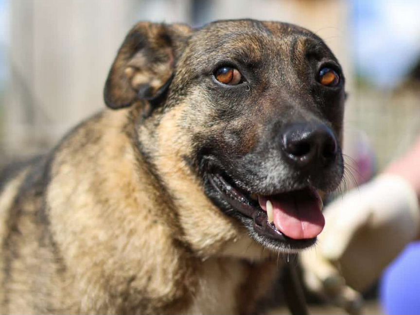 Хозяин, найдись