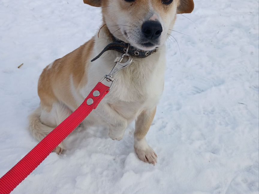 Красивый кобель