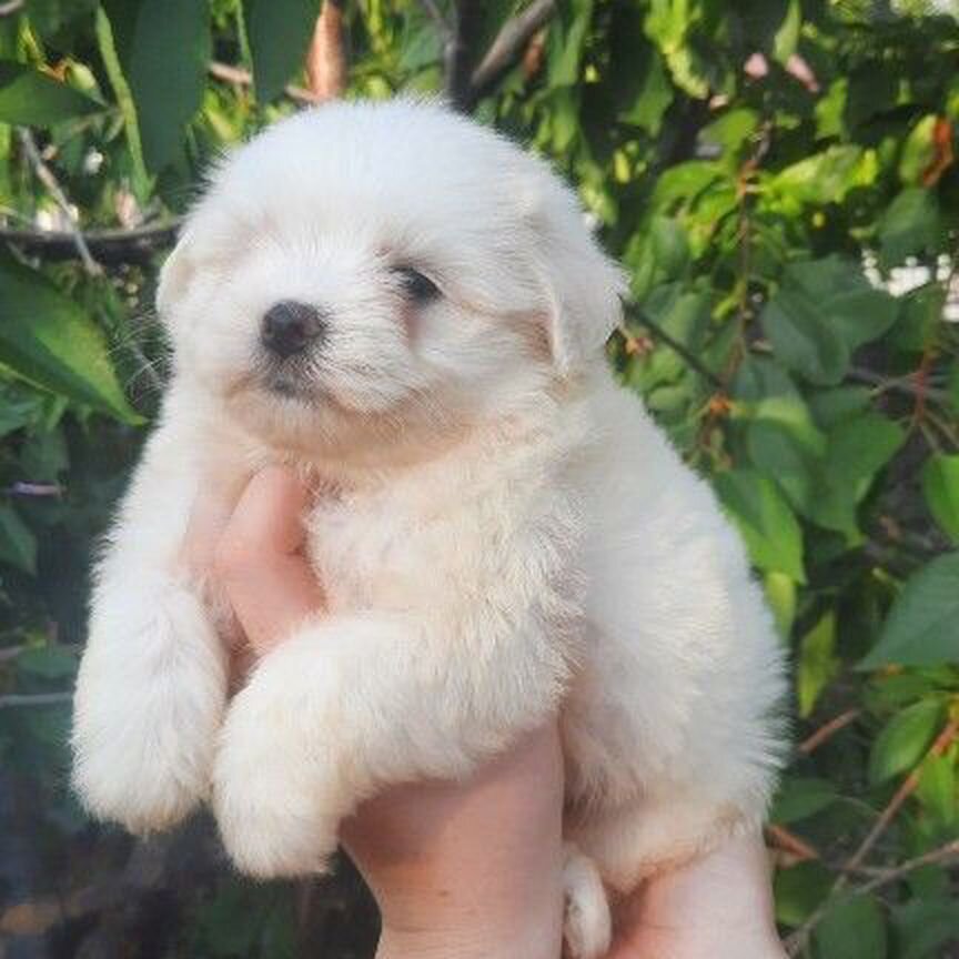 Шикарные мальтипу