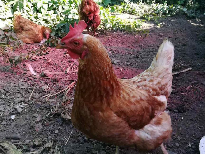 Куры несушки продам
