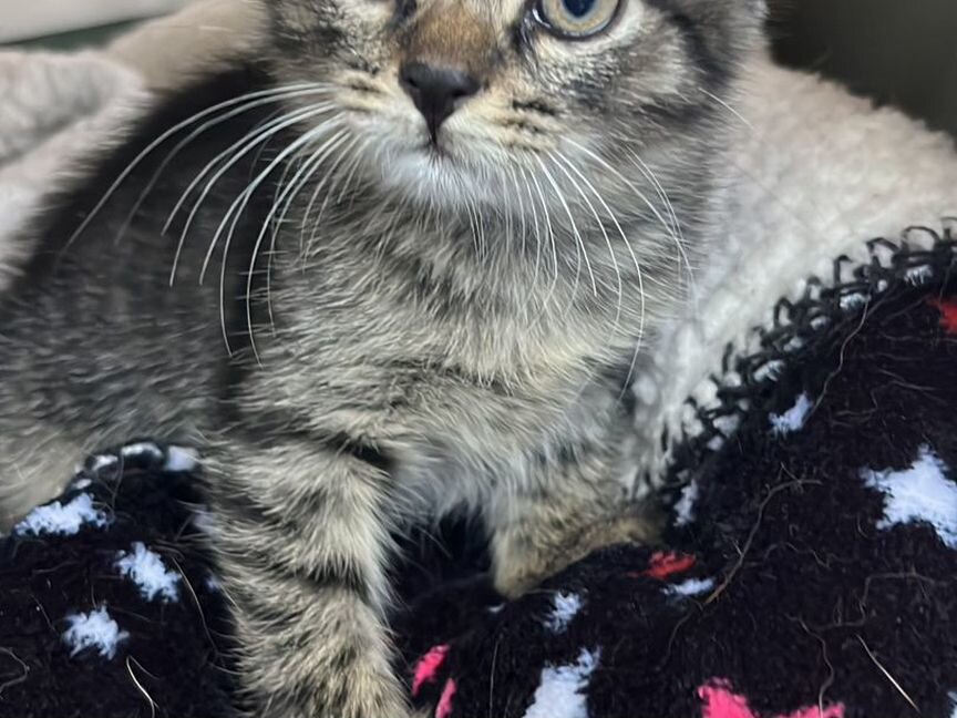 Кошечка в добрые руки