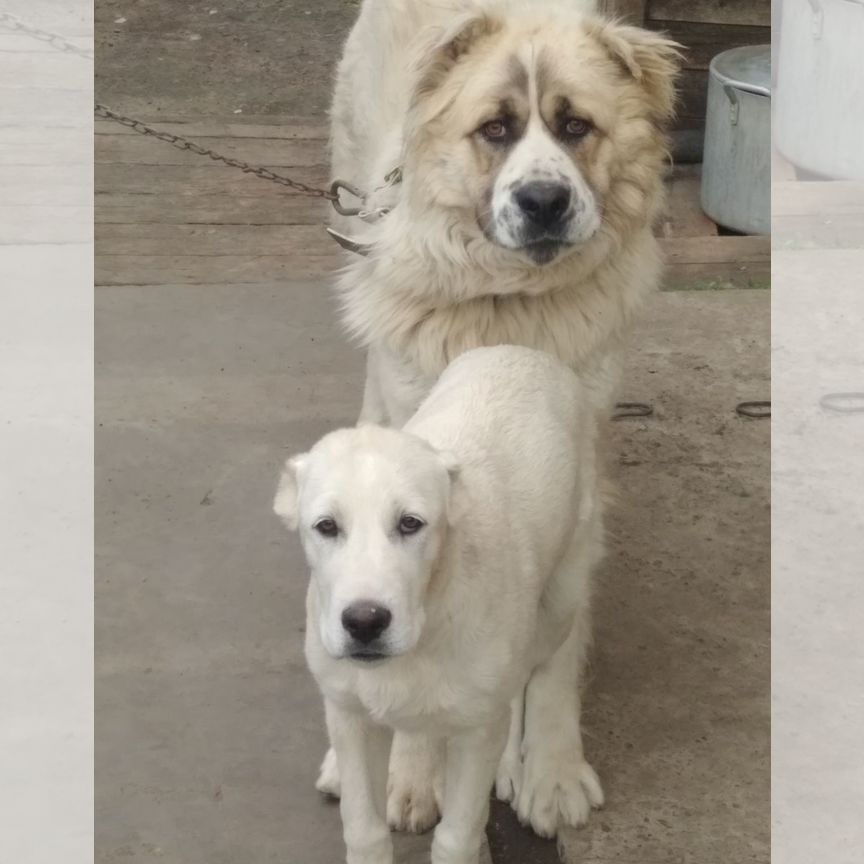 Среднеазиатская овчарка, щенок