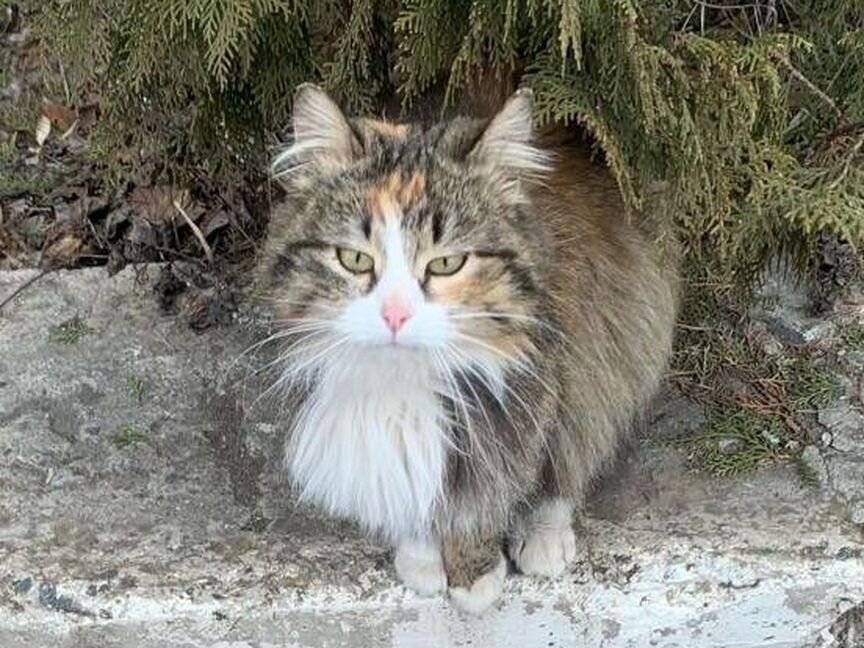 Нашли кошечку