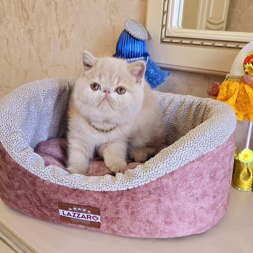 Экзотические котята