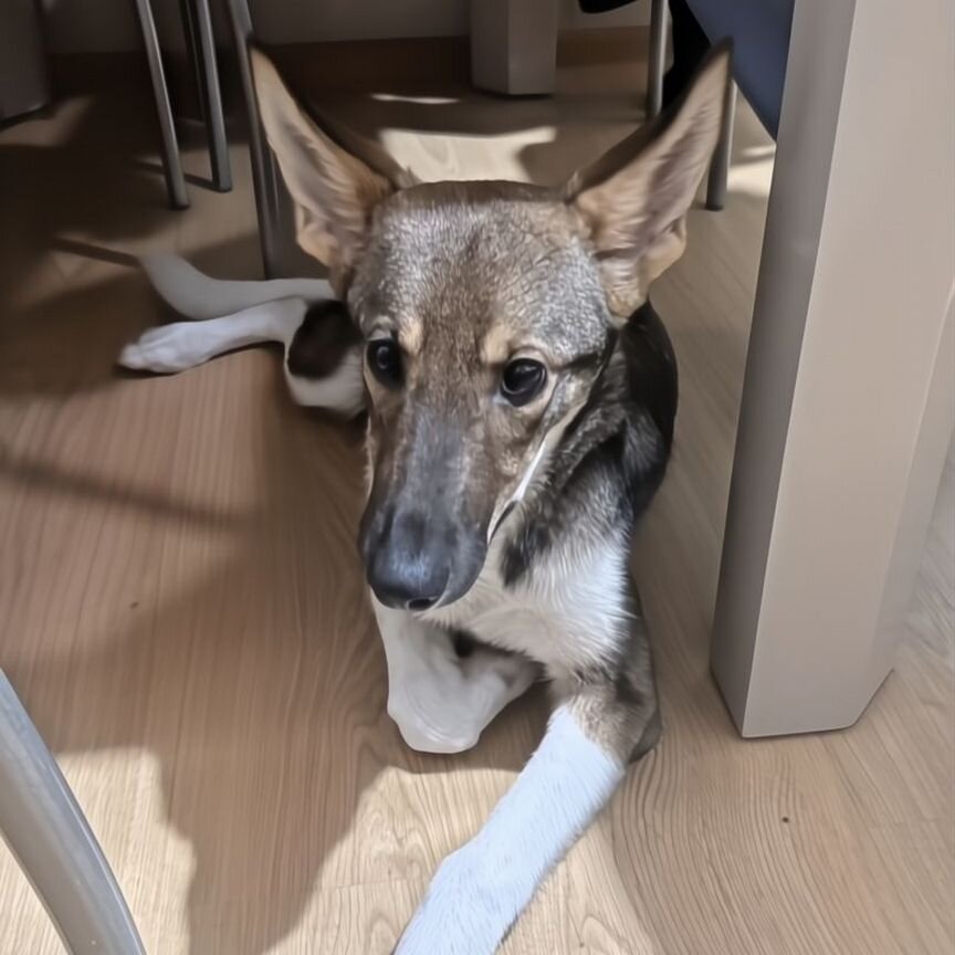 Щенок в добрые руки