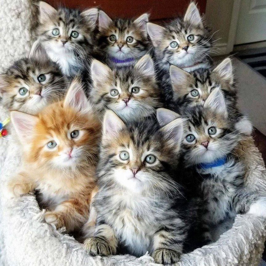 Норвежские лесные котята