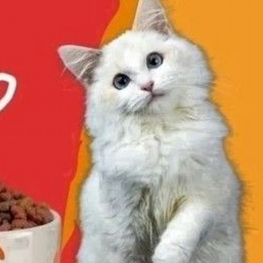 Карельский бобтейл котёнок