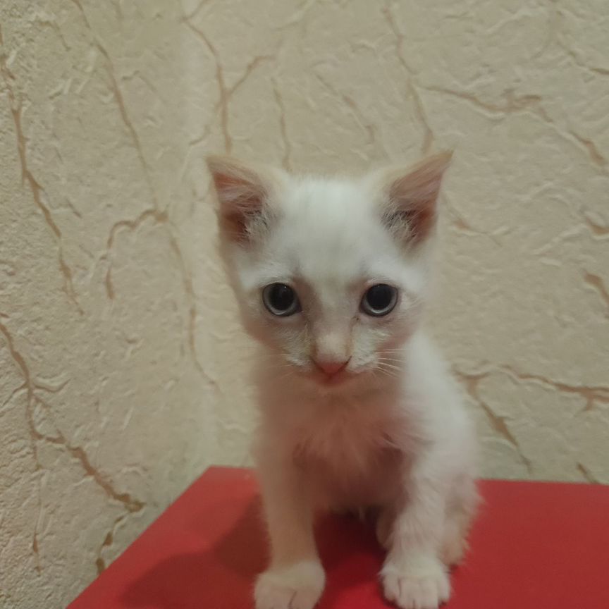 Котенок Райан Гослинг Б/У