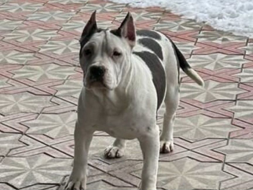 Стаффодети