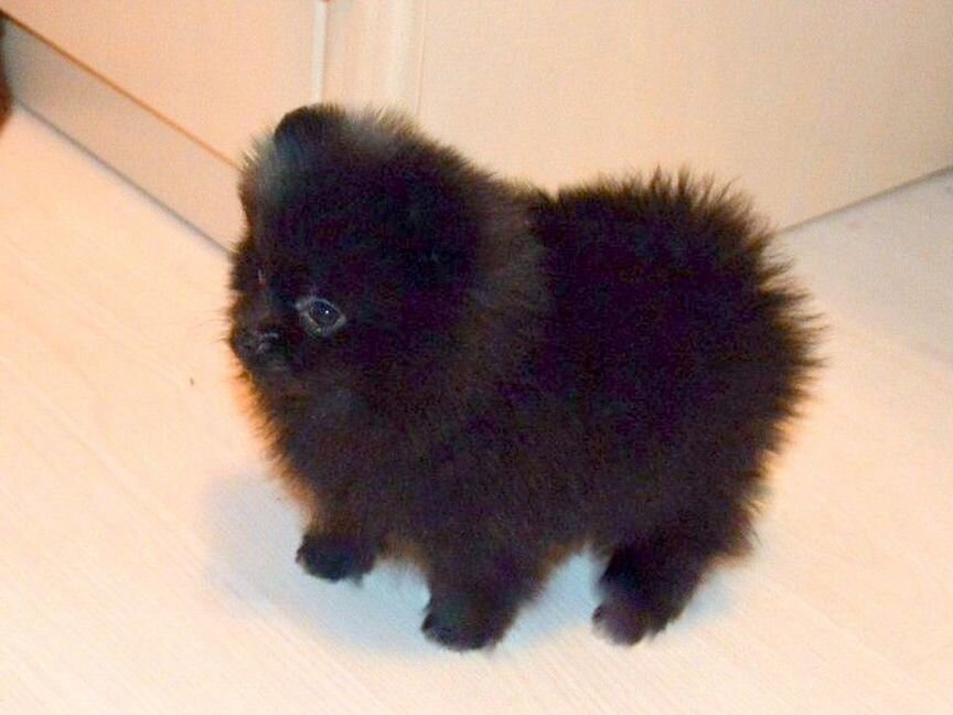 Померанский шпиц, черный микро мальчик