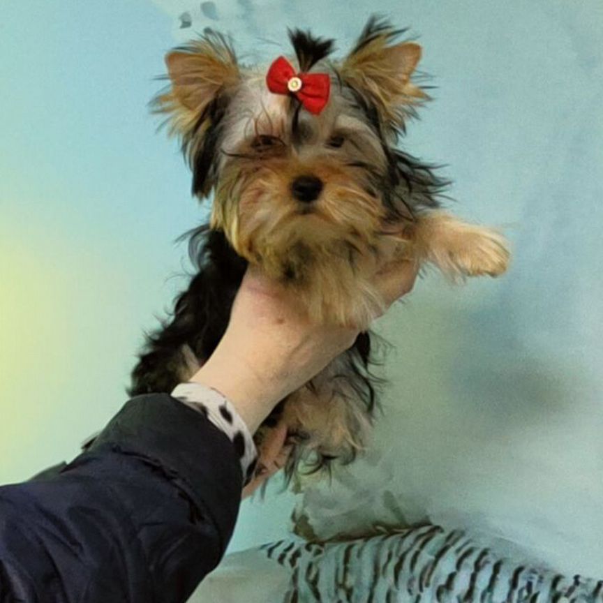 Йоркширский терьер, щенок