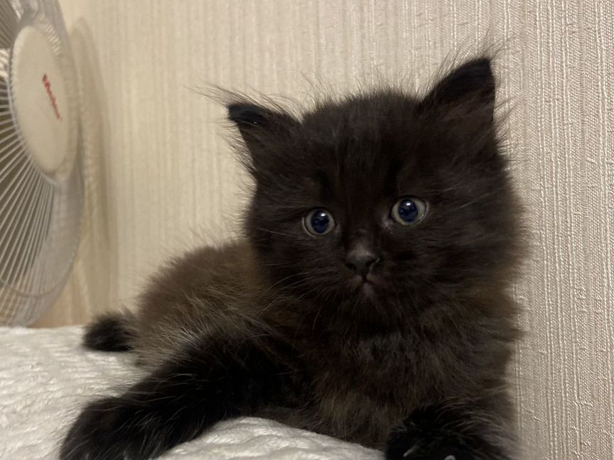 Котик в самые добрые руки
