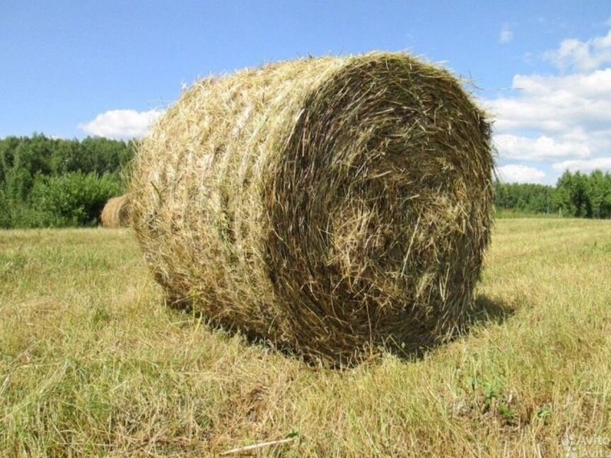 Продам сено в рулонах