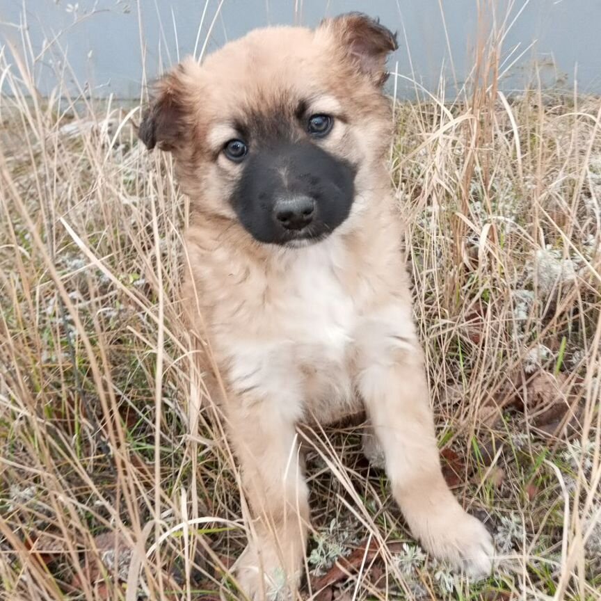 Щенок, мальчик, в надежные руки