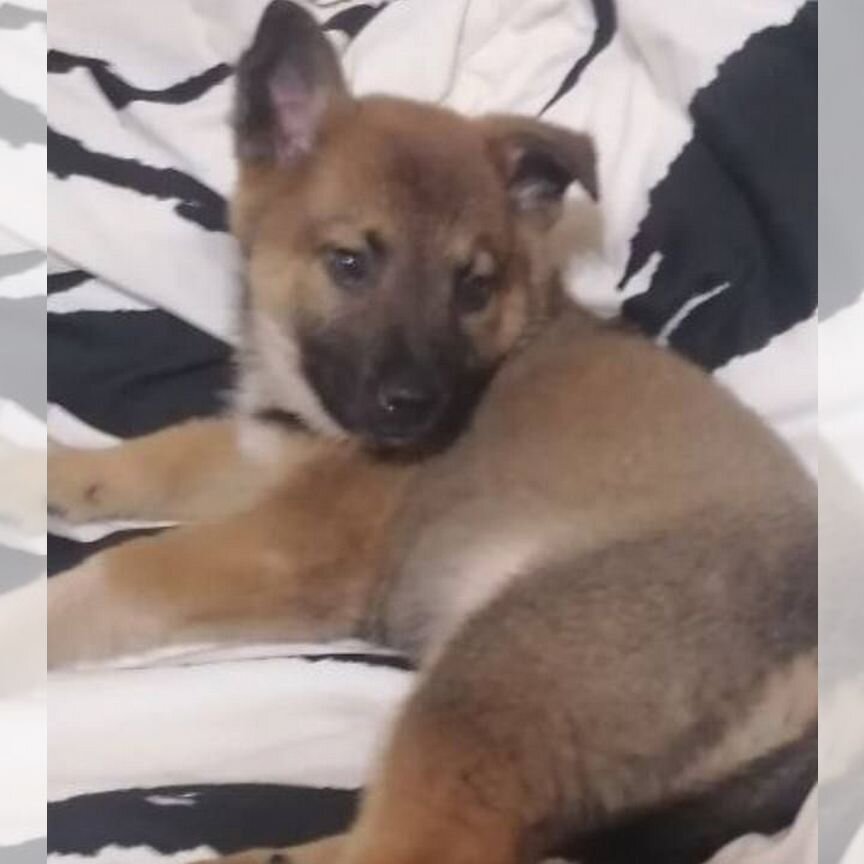 Щенок в добрые руки