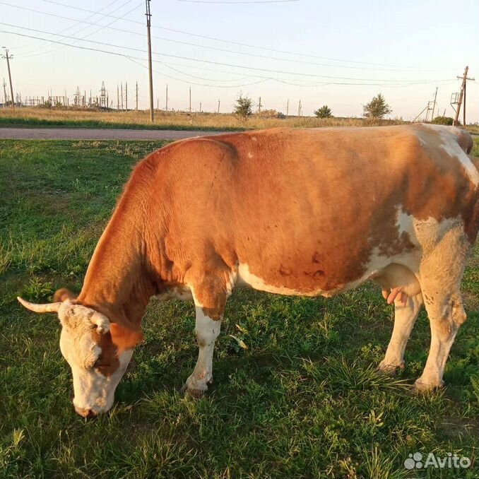 Продам корову на мясо