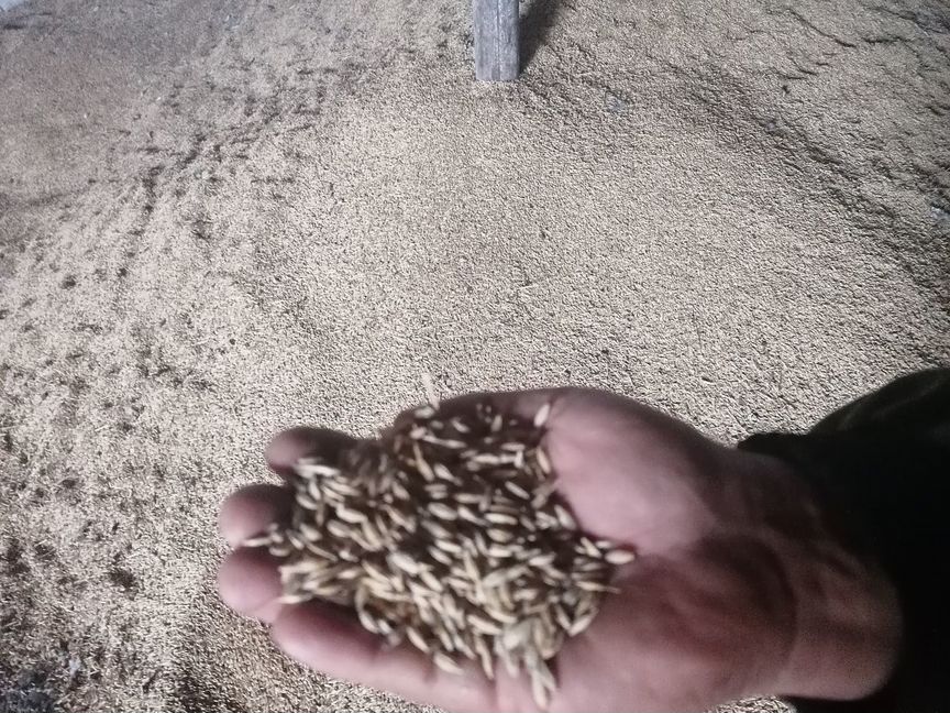 Зерно,Ячмень,Овес,просо