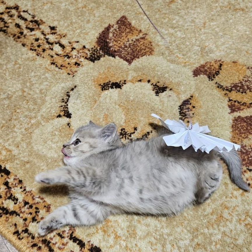 Котята британцы бесплатно