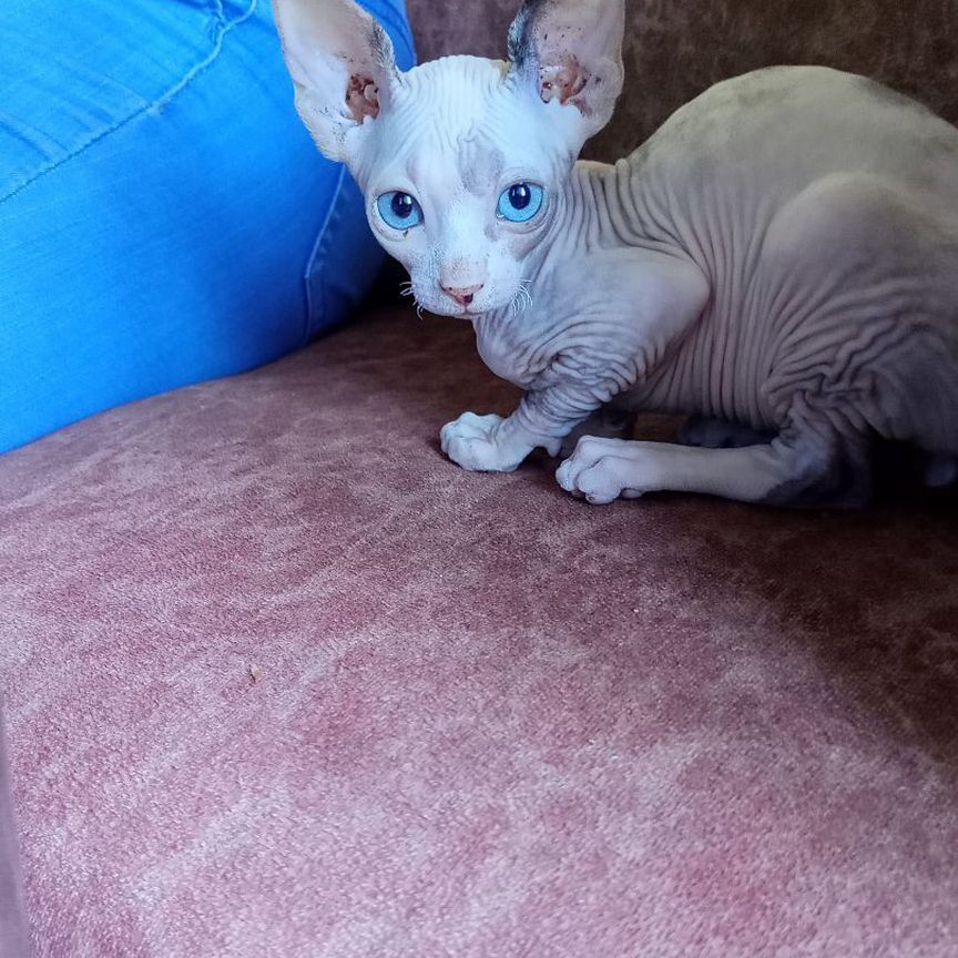Канадский сфинкс котенок